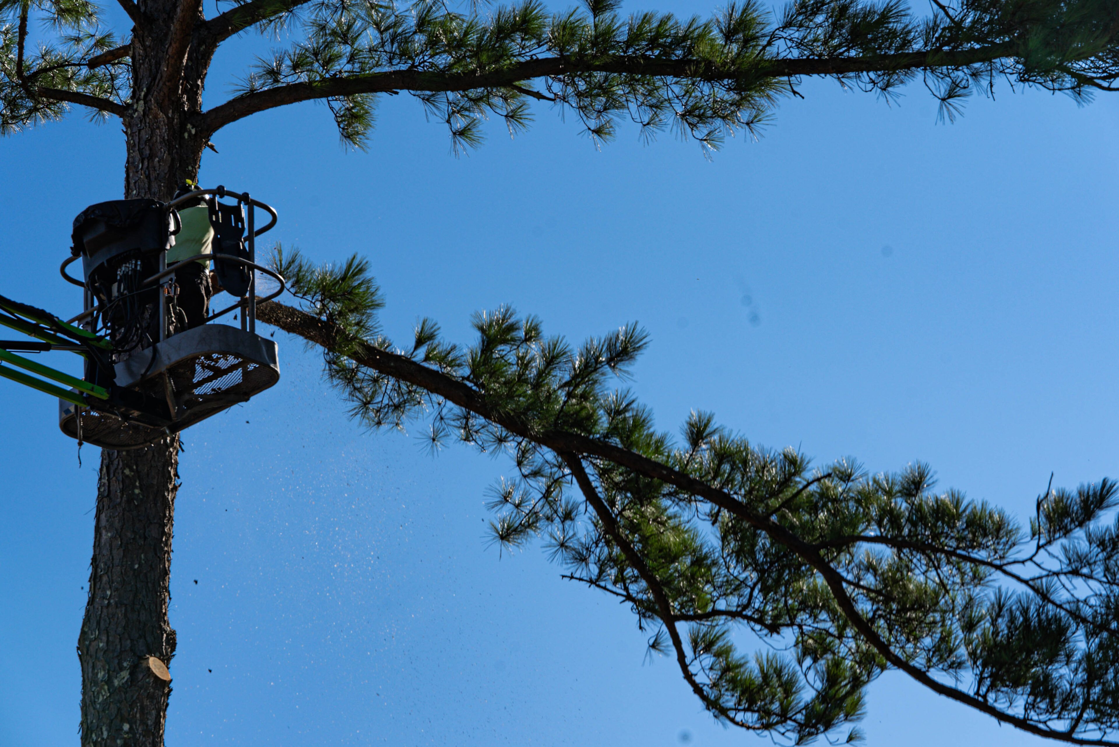 What Are The Benefits Of Pruning Trees | Southern Tree Solutions