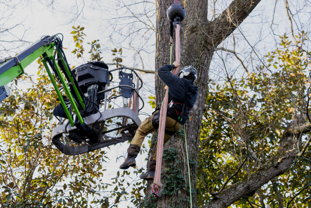 Why Hire a Professional Tree Service | Southern Tree Solutions