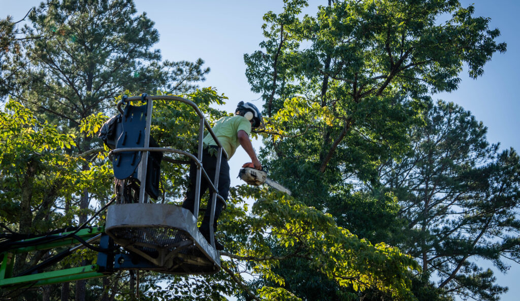 How Much Does It Cost to Trim a Tree? | Southern Tree Solutions